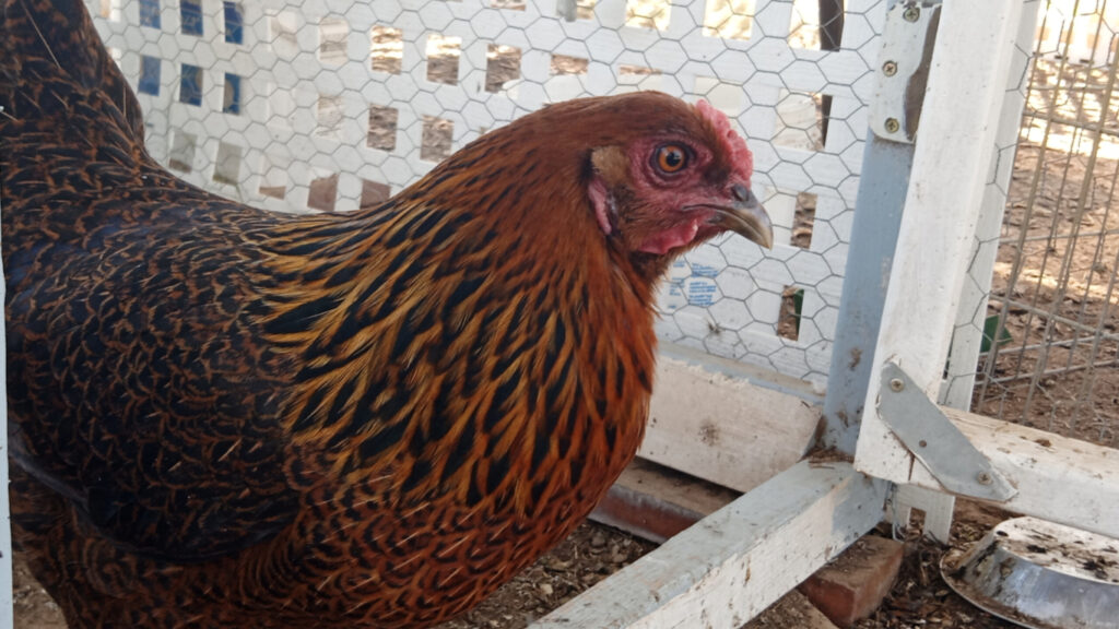 Ameraucana Chicken Breeds: The Definitive Guide - Guerrilla Homesteader