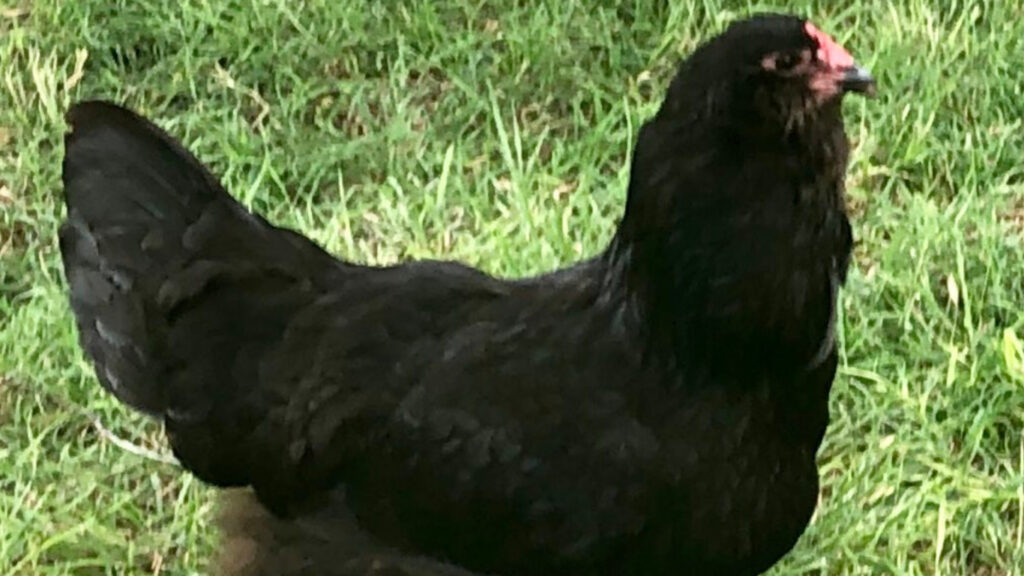 Ameraucana Chicken Breeds: The Definitive Guide - Guerrilla Homesteader