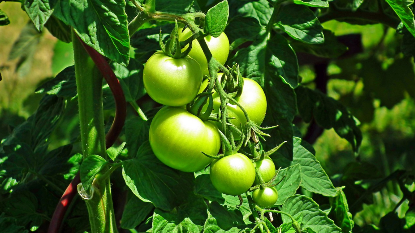 How Cold Is Too Cold For Your Tomato Plants? The Cold Hard Facts ...