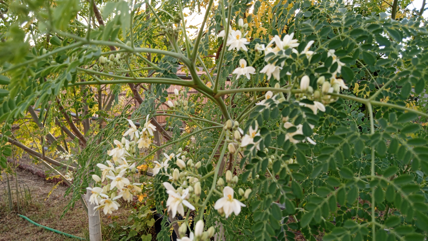 Health Benefits Of Moringa Oleifera: The 1-2 Punch Against Disease ...